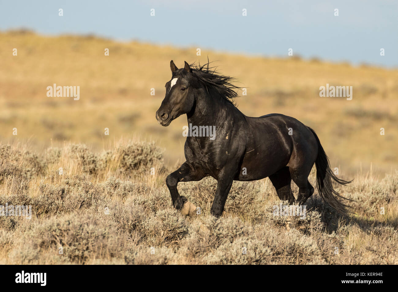 Wild mustang in Wyoming galloping Stock Photo - Alamy