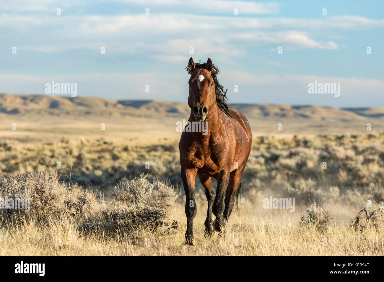 Wild mustang in Wyoming galloping Stock Photo - Alamy