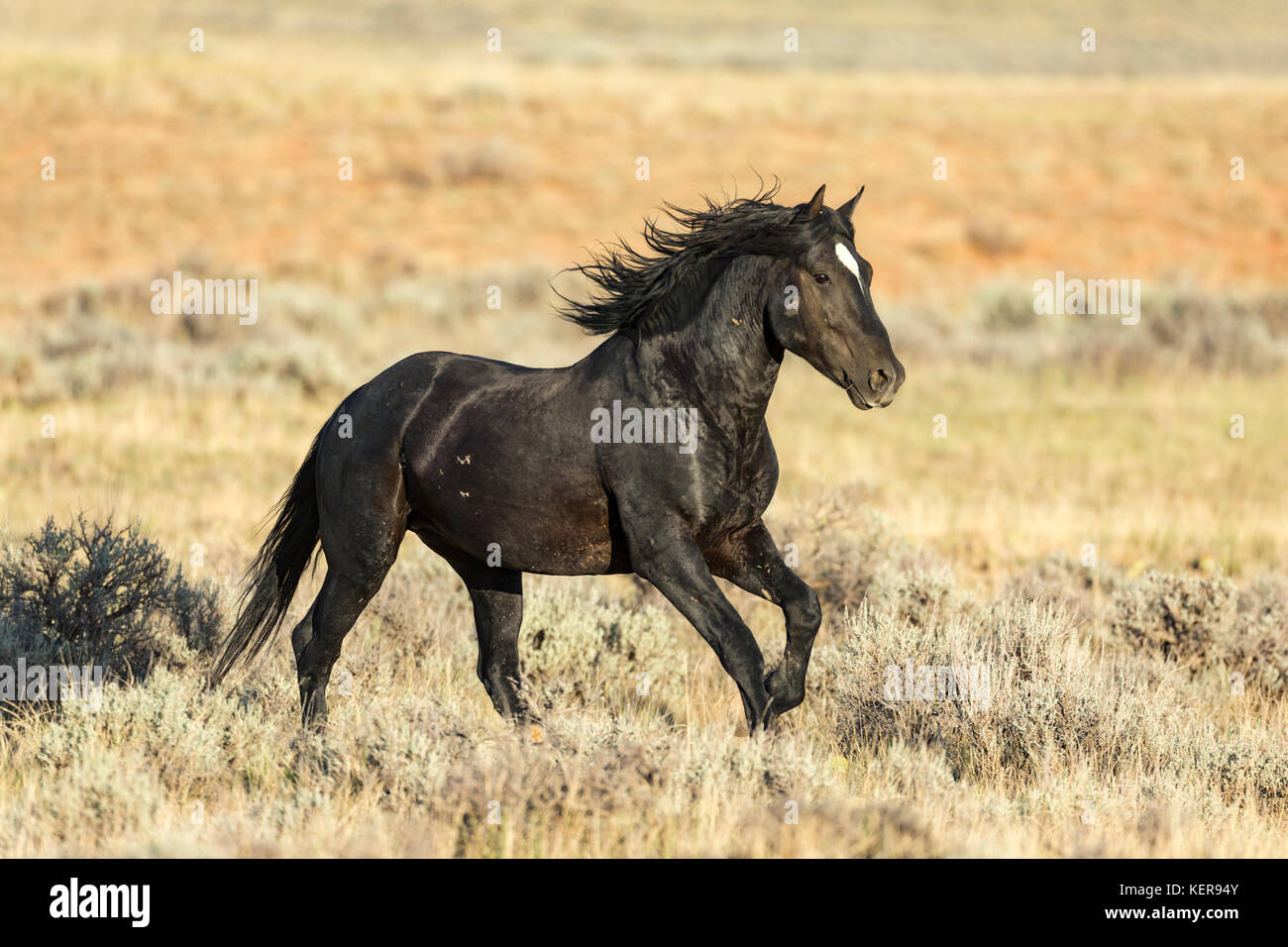 Wild mustang in Wyoming galloping Stock Photo - Alamy