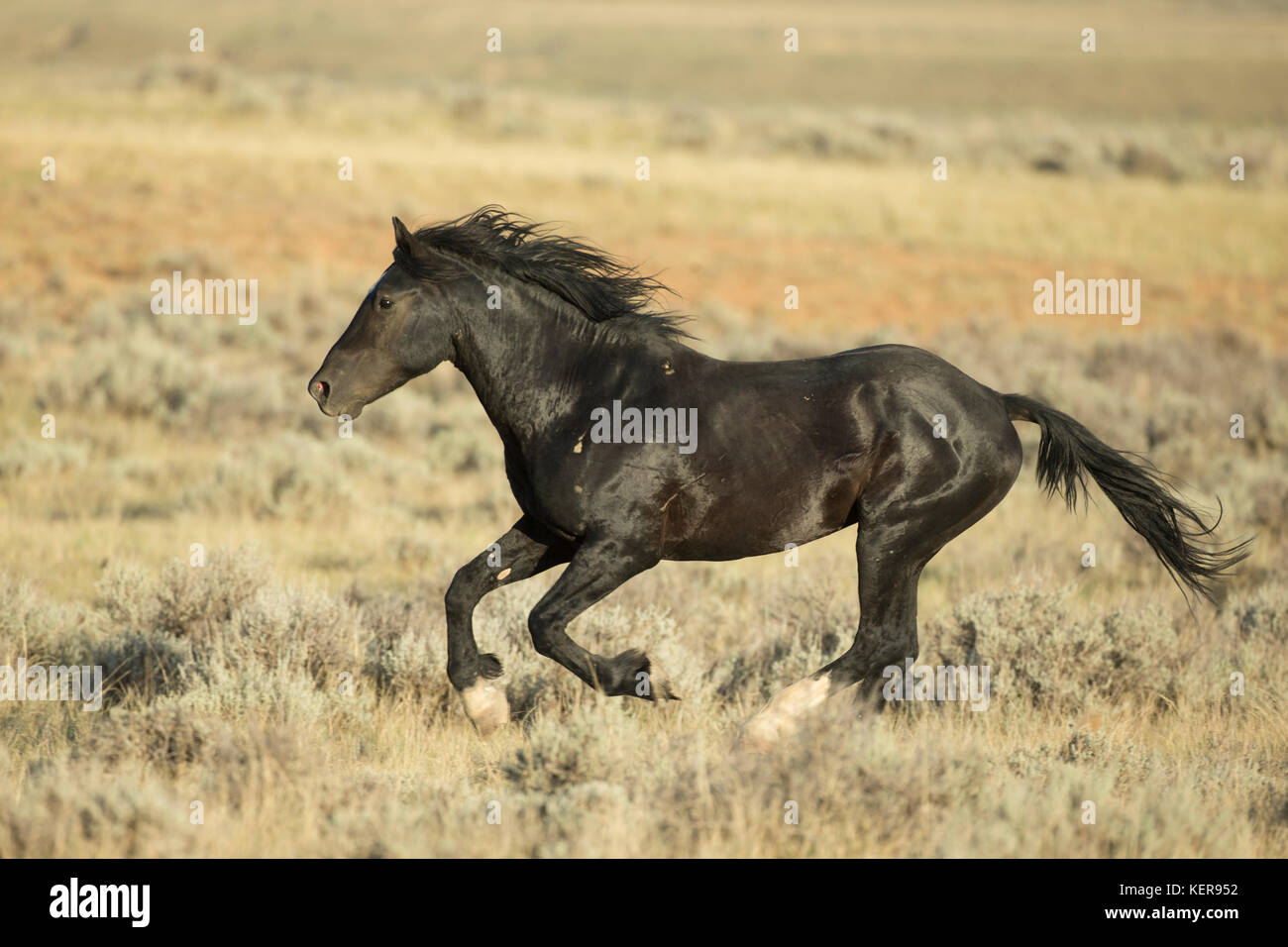 Mustang Horses Running