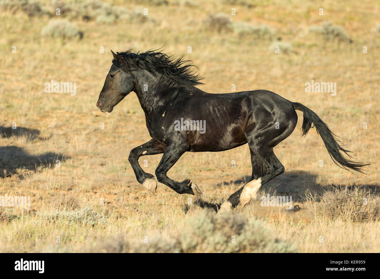 Mustang horse running hi-res stock photography and images - Alamy