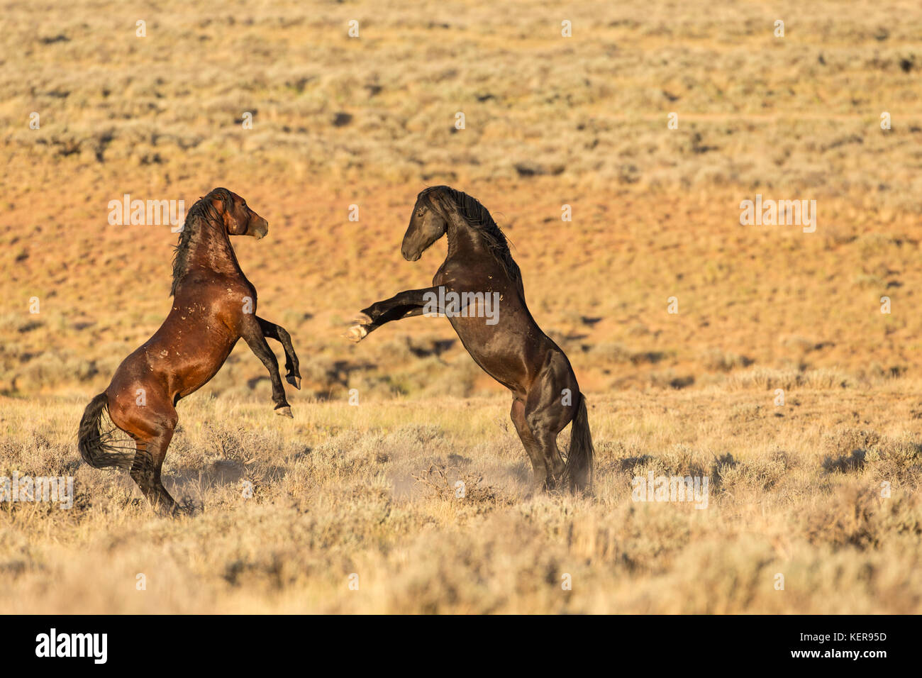Stallions hi-res stock photography and images - Alamy