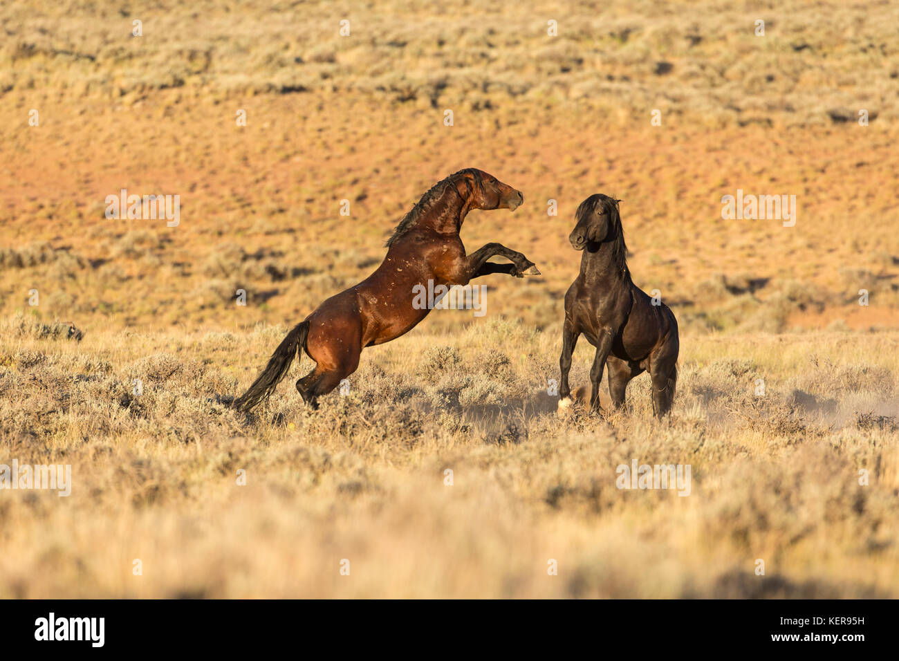 Stallions hi-res stock photography and images - Alamy