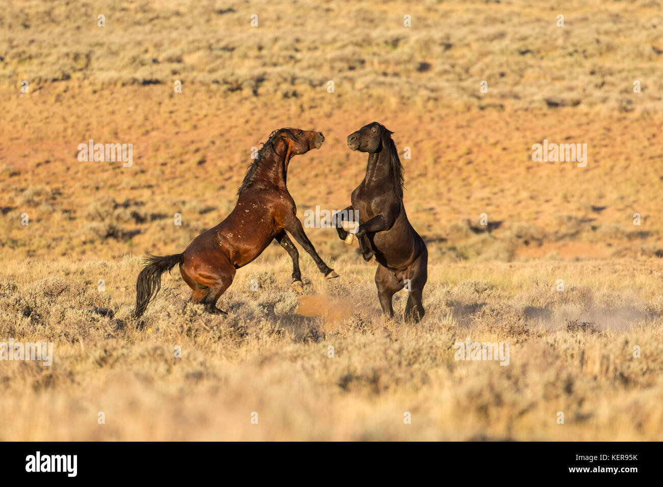 Stallions hi-res stock photography and images - Alamy