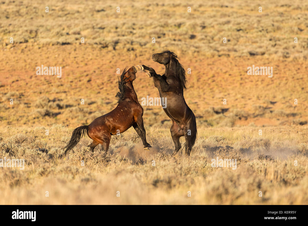 Wild mustang stallions fighting in Wyoming Stock Photo - Alamy