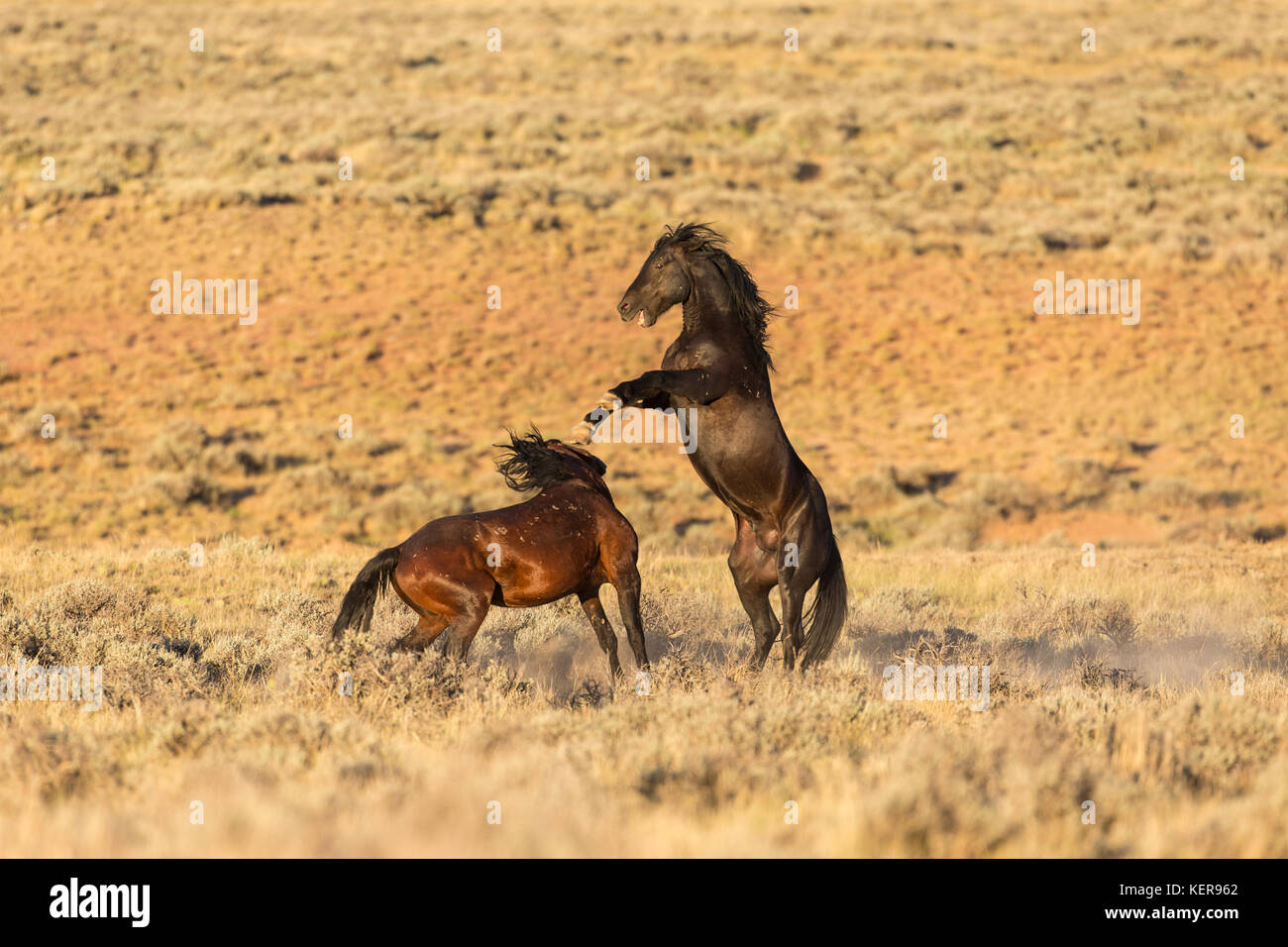 Stallions hi-res stock photography and images - Alamy