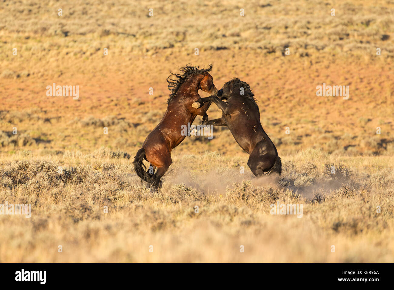 Wild mustang stallions fighting in Wyoming Stock Photo - Alamy