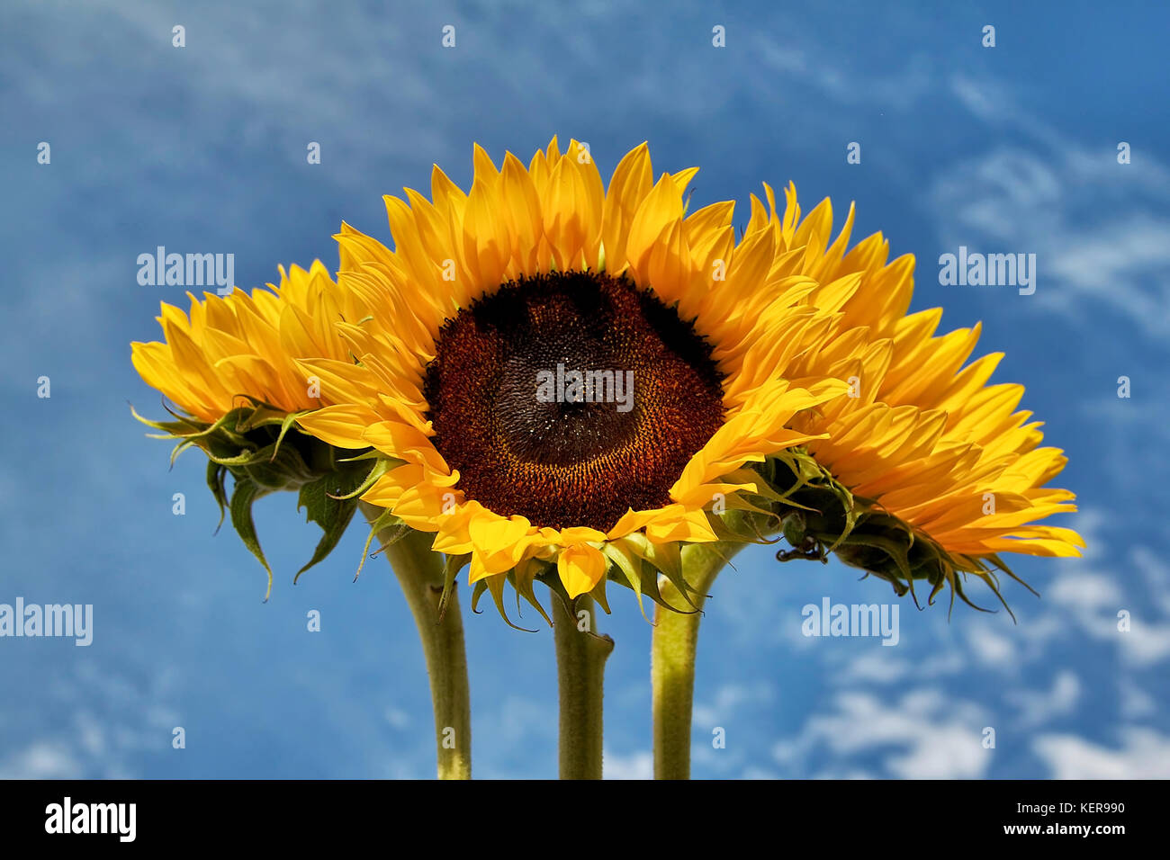 Trio of sunflowers hi-res stock photography and images - Alamy