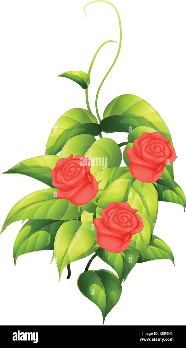 Illustration of beautiful pink roses Stock Vector Image & Art - Alamy