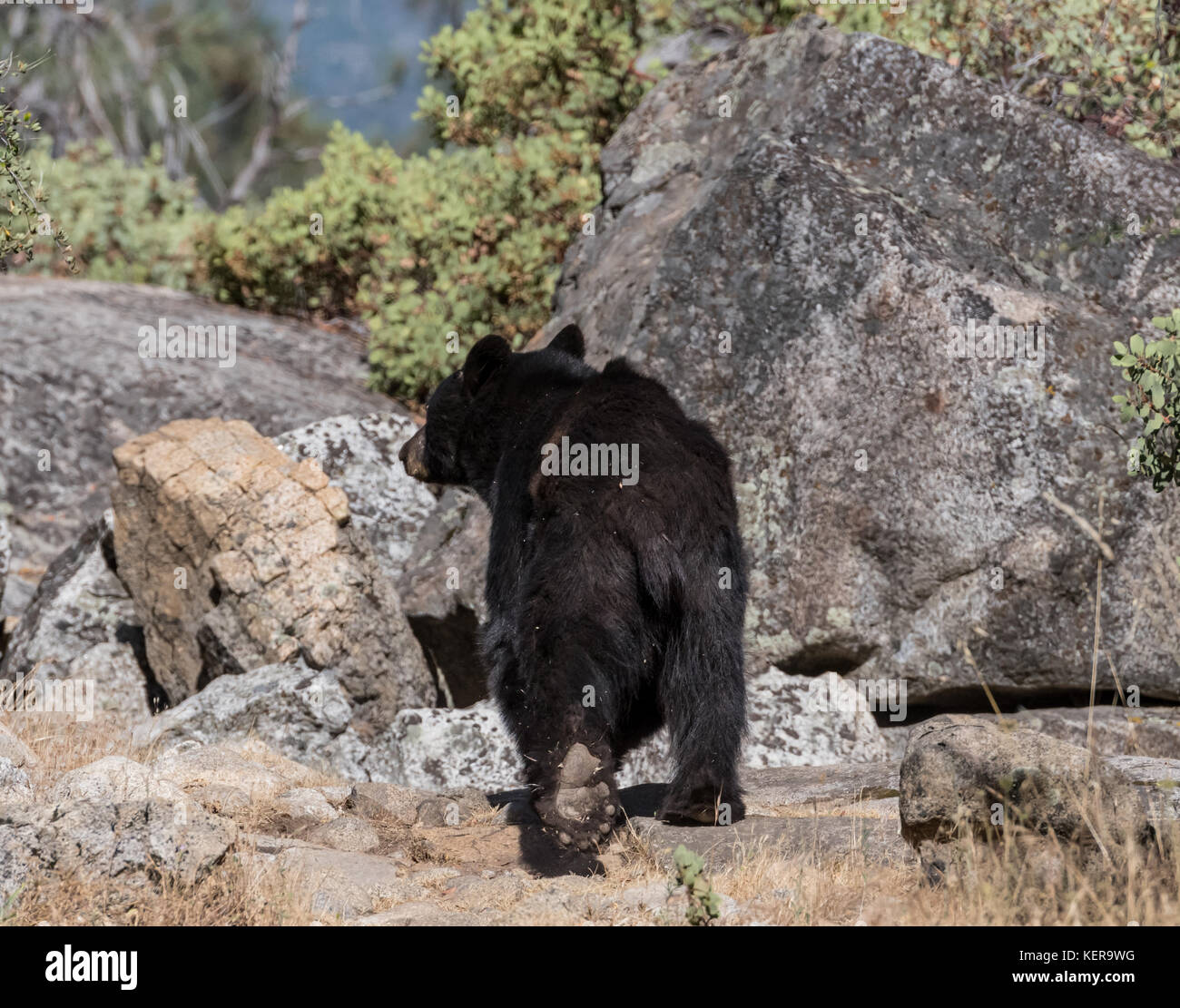 Big Paws on Black Bear Show as he Walks away Stock Photo - Alamy