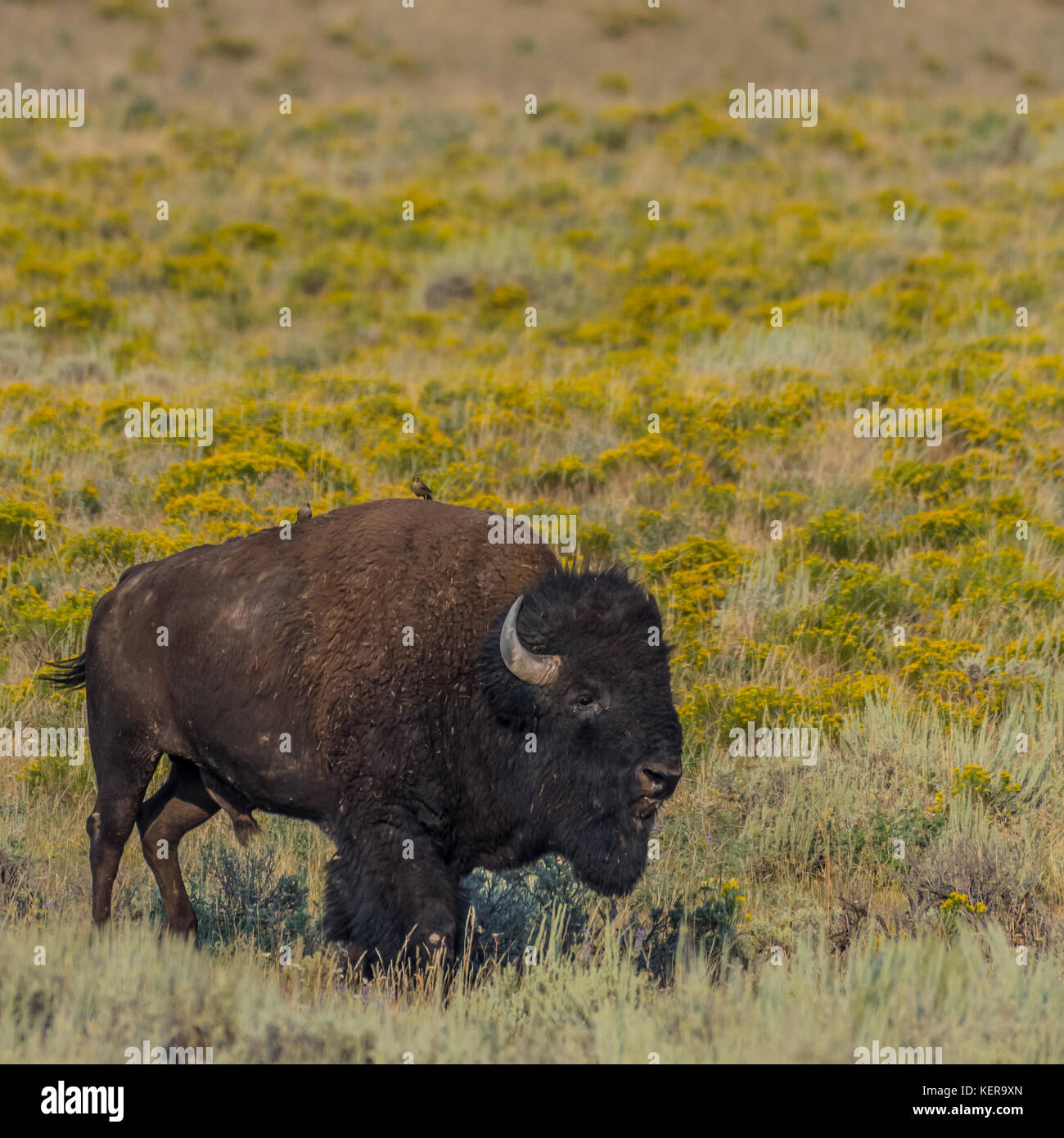 Yellow flowers field in yellowstone hi-res stock photography and images ...