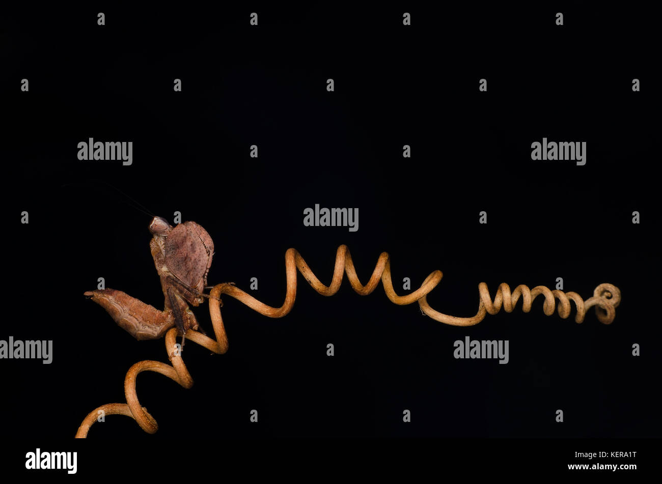 boxer mantis isolated on black background. praying mantis Stock Photo ...