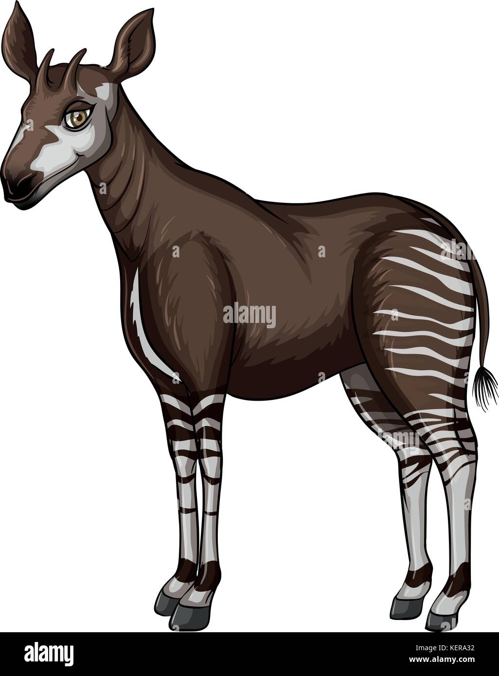 Okapi close up Stock Vector Images - Alamy