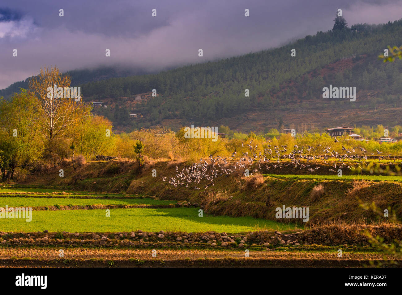 Agriculture field , Paro valley , Paro , Bhutan Stock Photo - Alamy