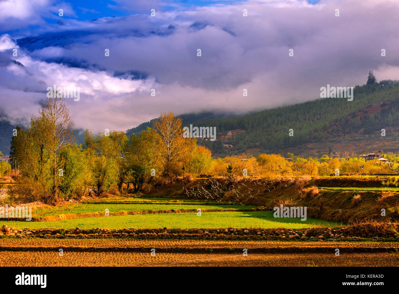 Agriculture field , Paro valley , Paro , Bhutan Stock Photo - Alamy