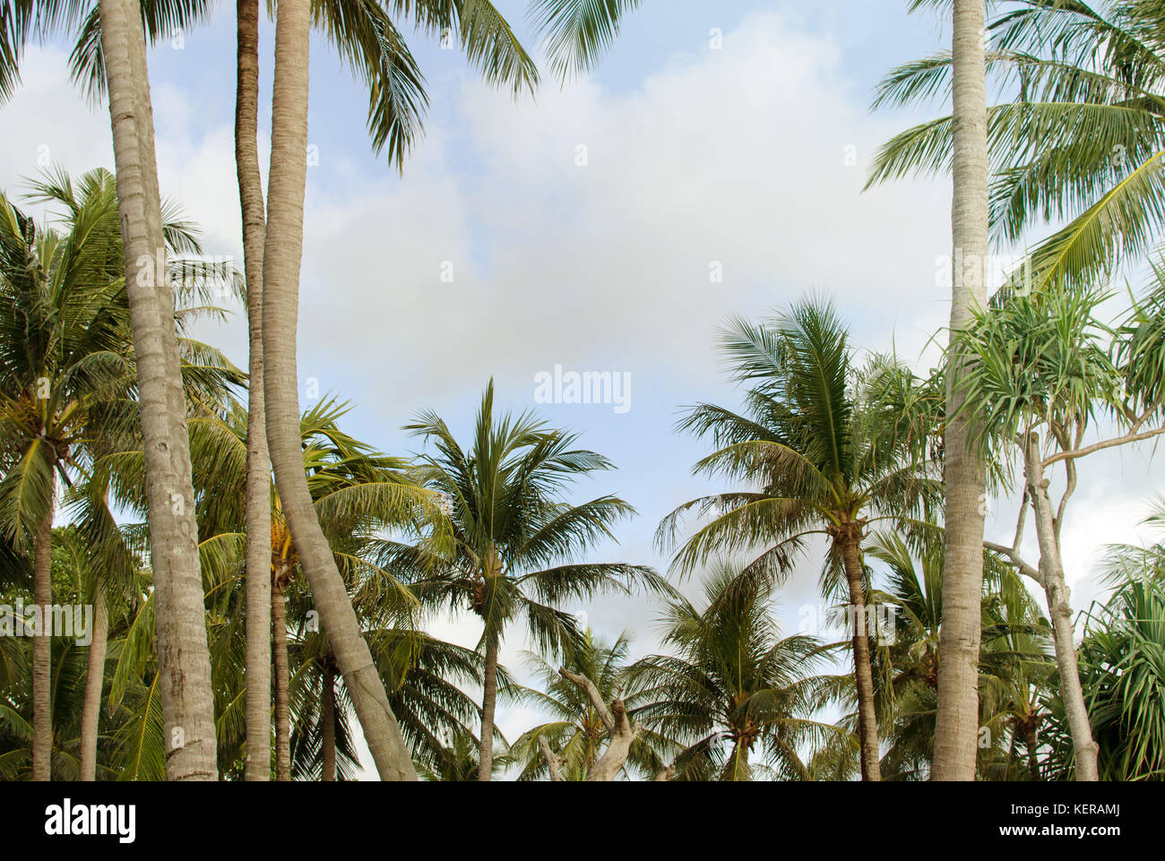Vintage coconut palm hi-res stock photography and images - Alamy