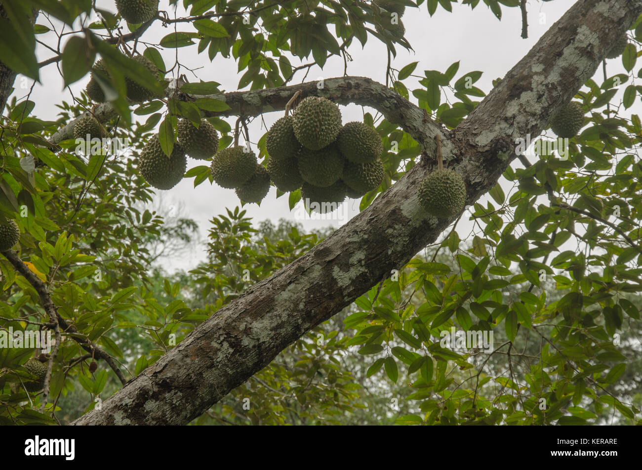 Durian garden hi-res stock photography and images - Alamy