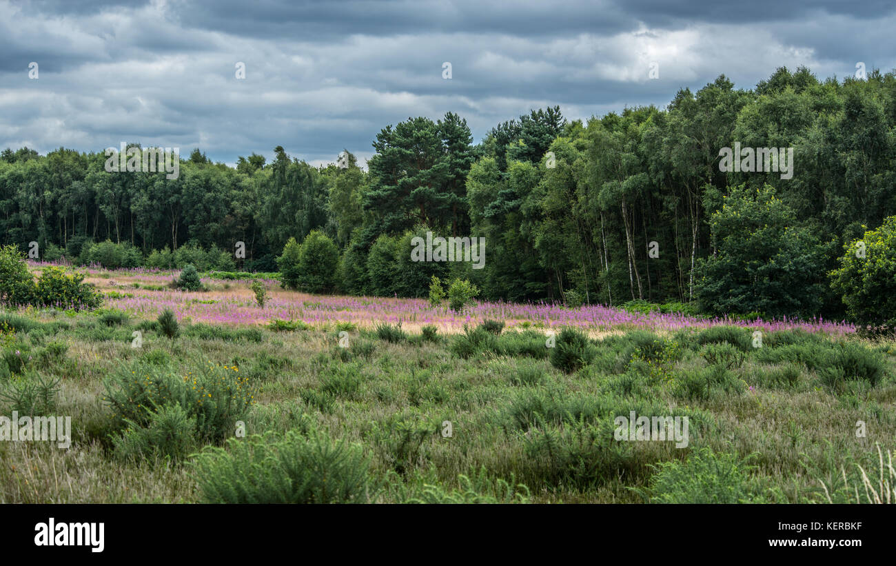 Beautiful natural landscape in Cannock Chase park, West Midlands, UK ...