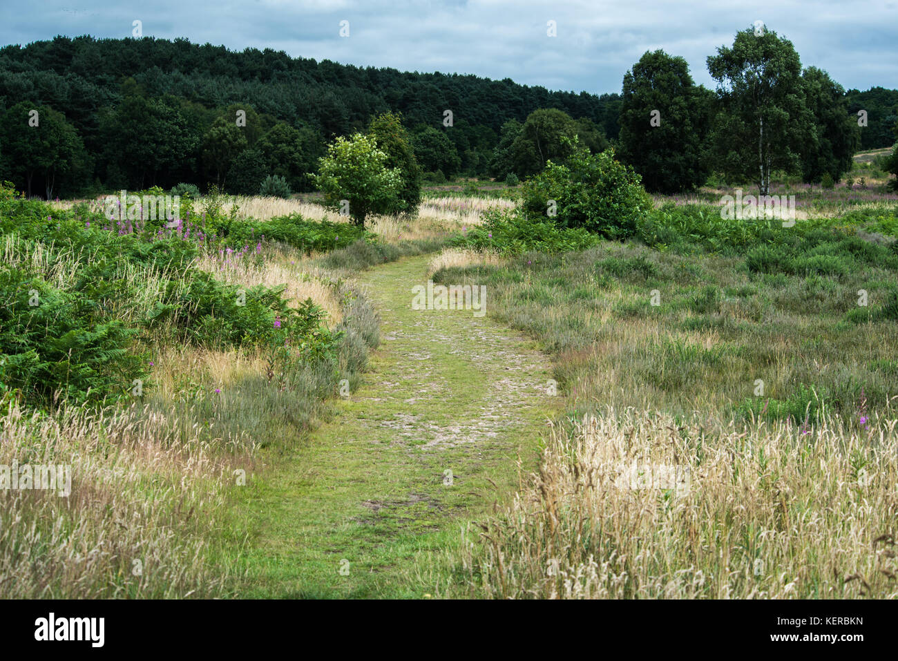 Beautiful natural landscape in Cannock Chase park, West Midlands, UK ...