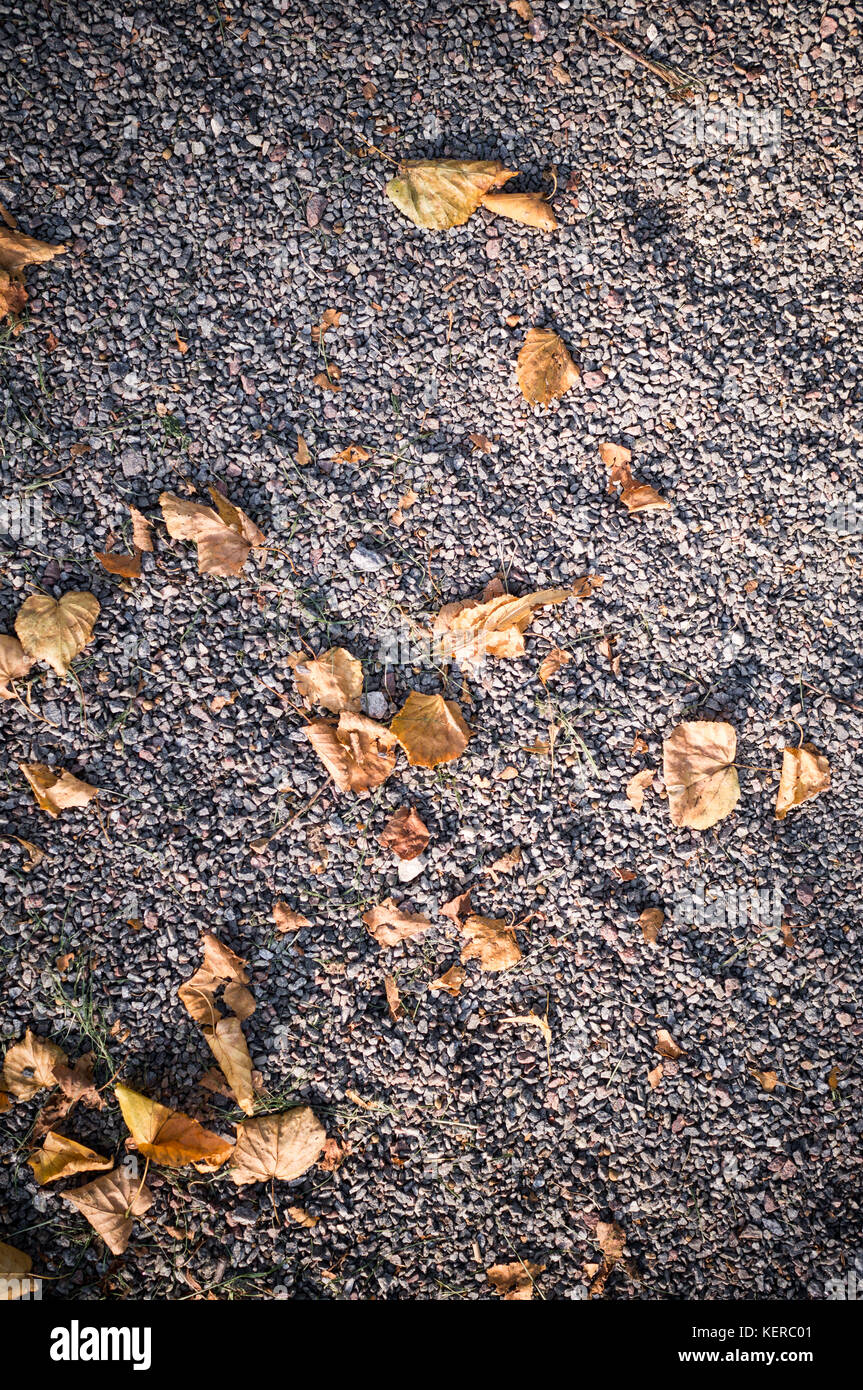 gray sandy stone ground with autumn leaves. background, texture Stock ...