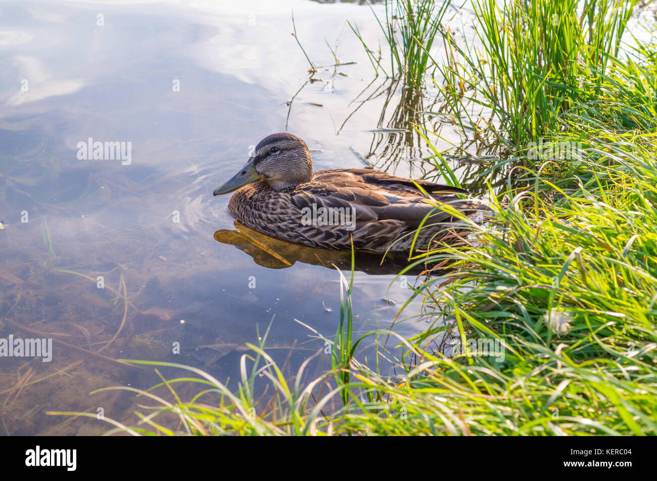 duck on the lake at summer evening. background, texture Stock Photo - Alamy