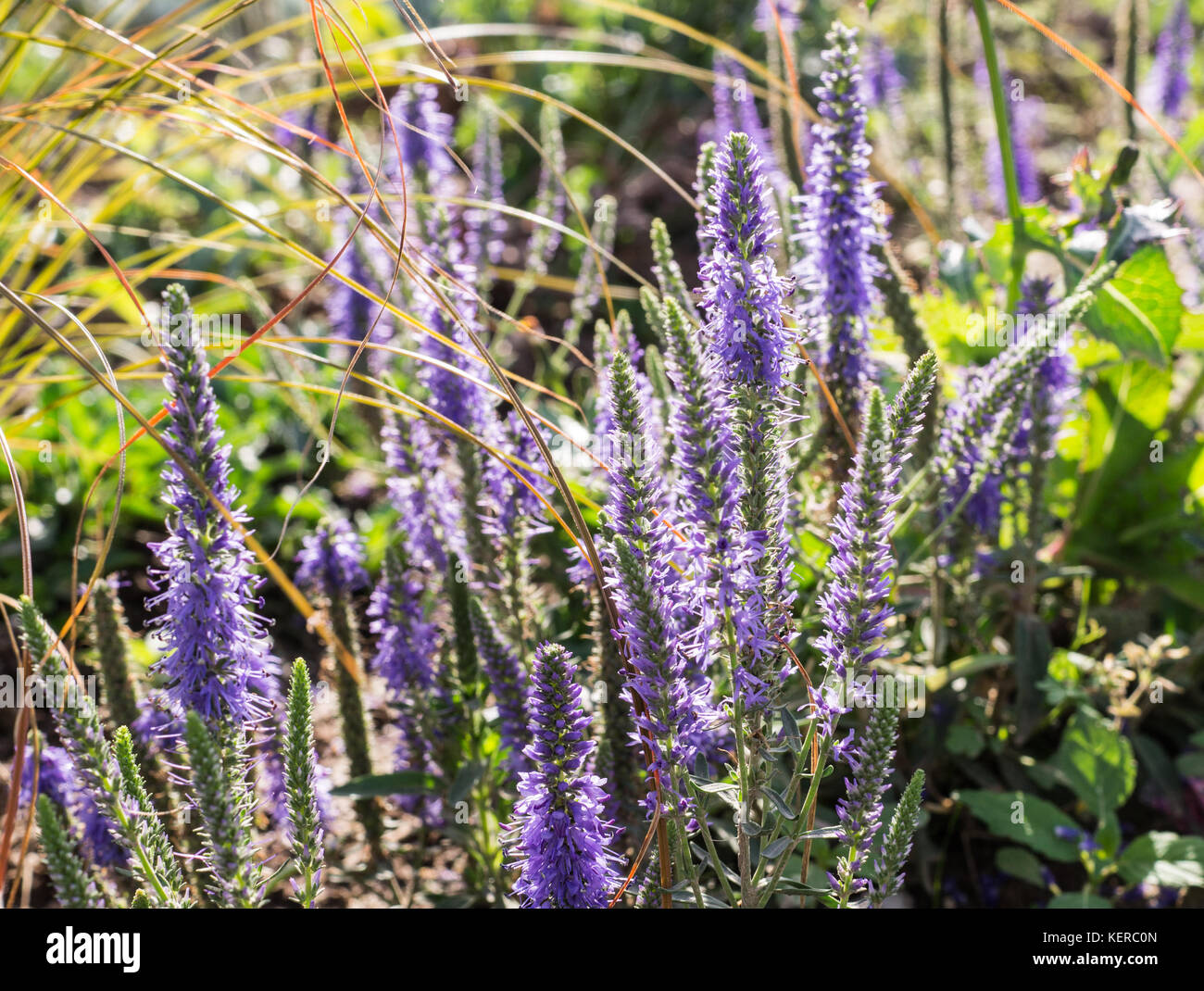 violet garden flower at summer. background, nature Stock Photo - Alamy