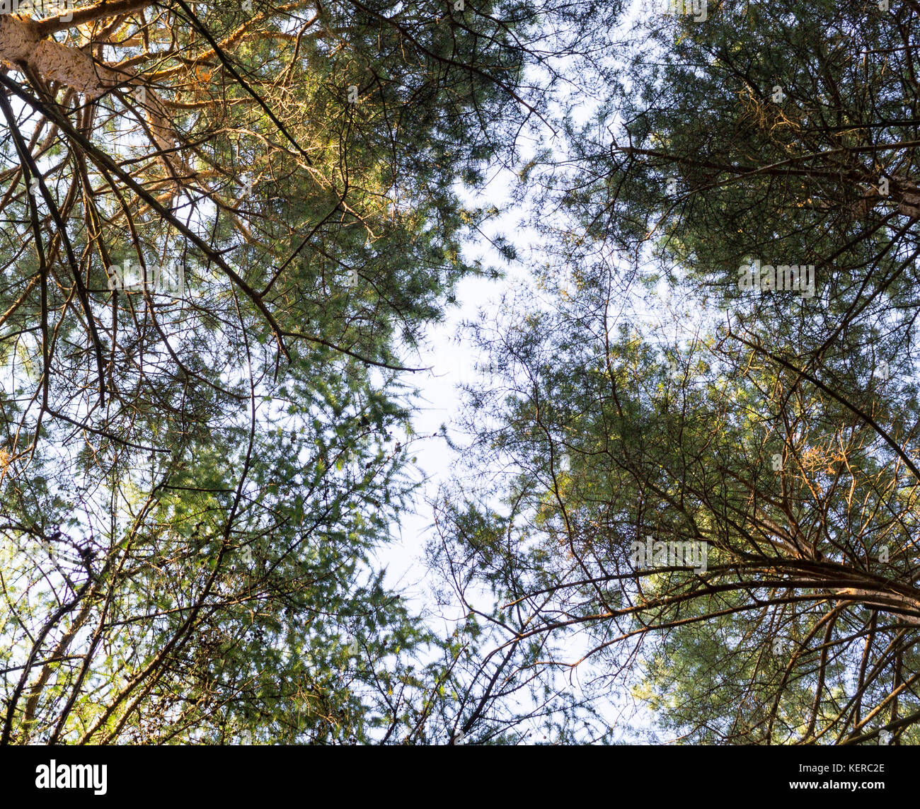 tree crowns in the summer forest. nature, background Stock Photo - Alamy