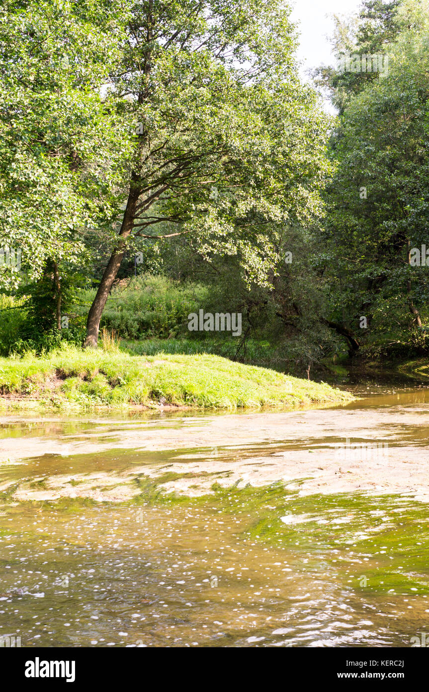 marshy river in the summer forest. nature, background Stock Photo - Alamy