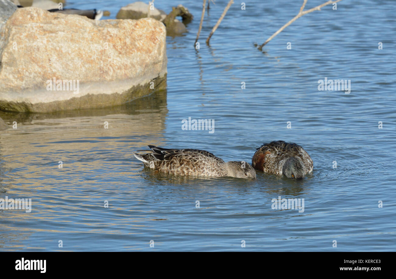 Molting duck hi-res stock photography and images - Alamy