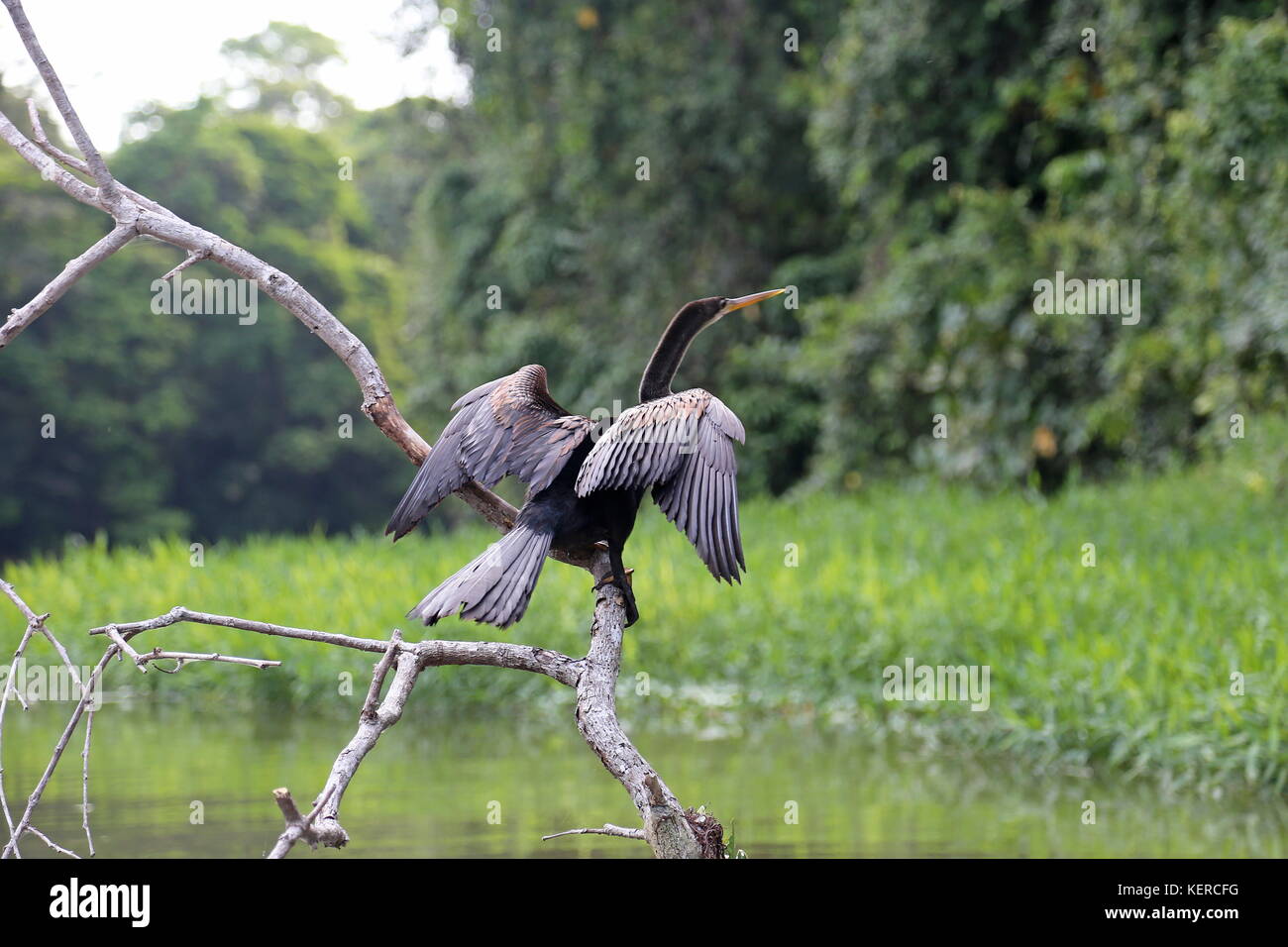 Anhinga (Anhinga anhinga) drying its wings, Tortuguero National Park ...
