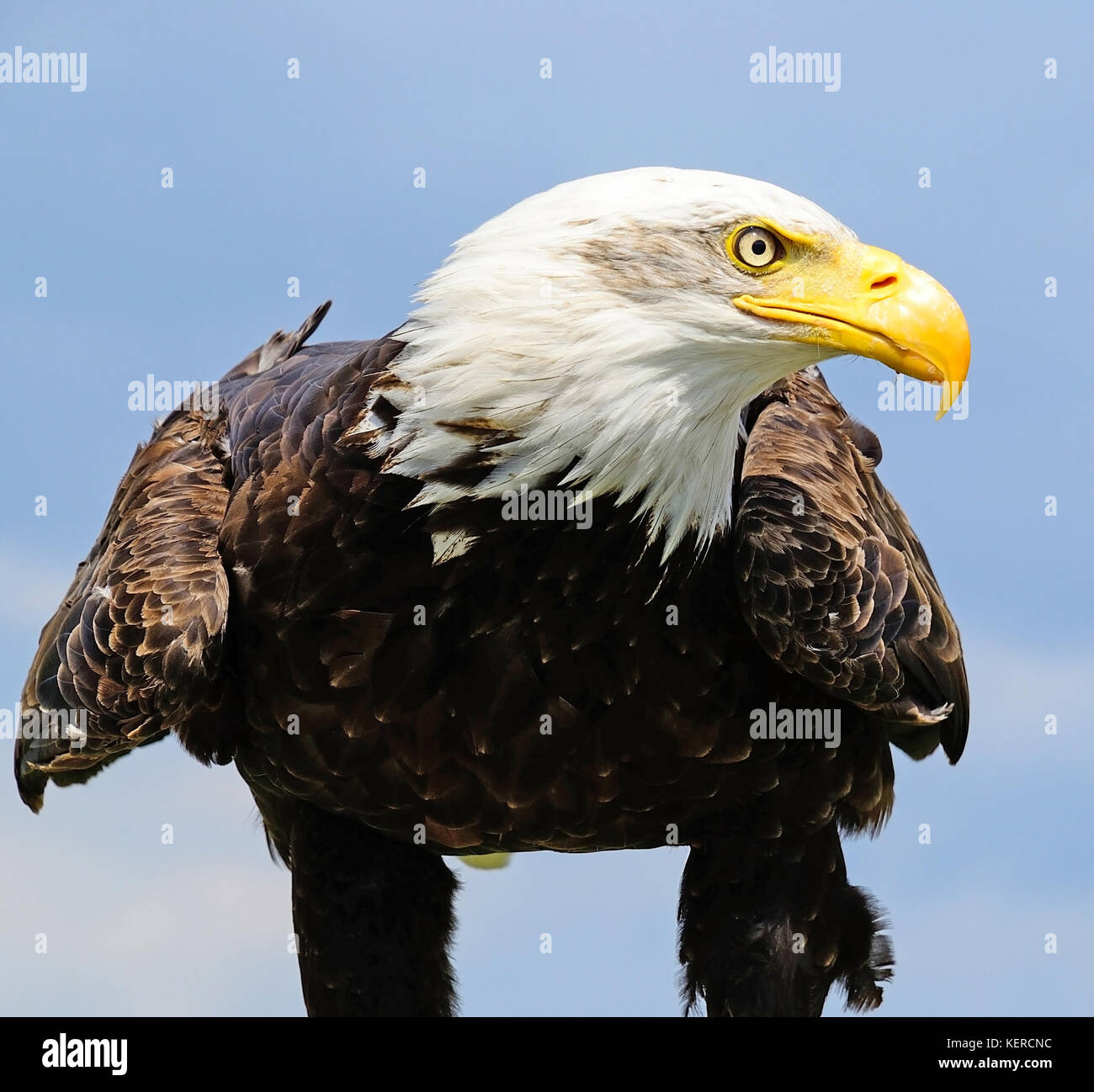 Young bald eagle ready to fly Stock Photo - Alamy