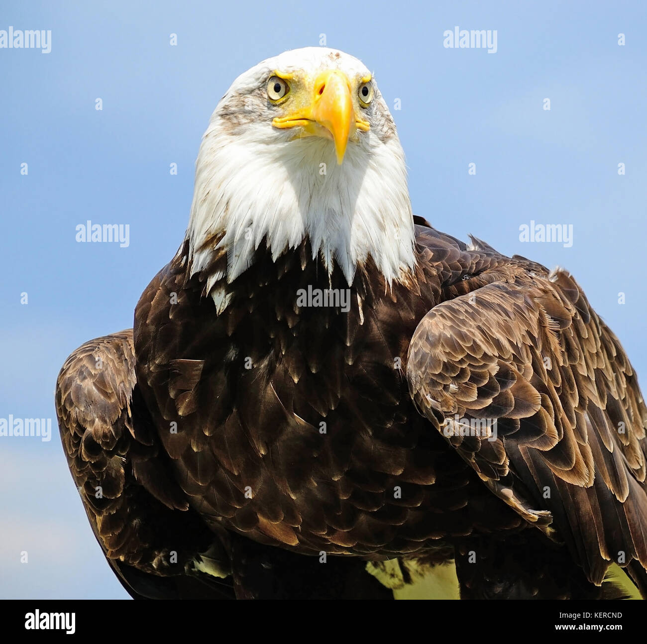 Portrait of a young eagle Stock Photo - Alamy
