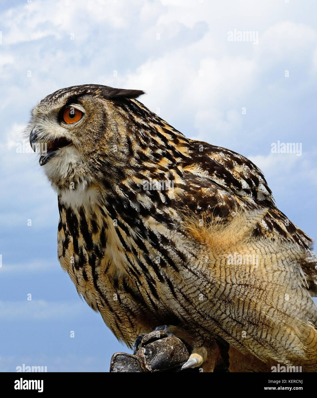 Young hawk hi-res stock photography and images - Alamy