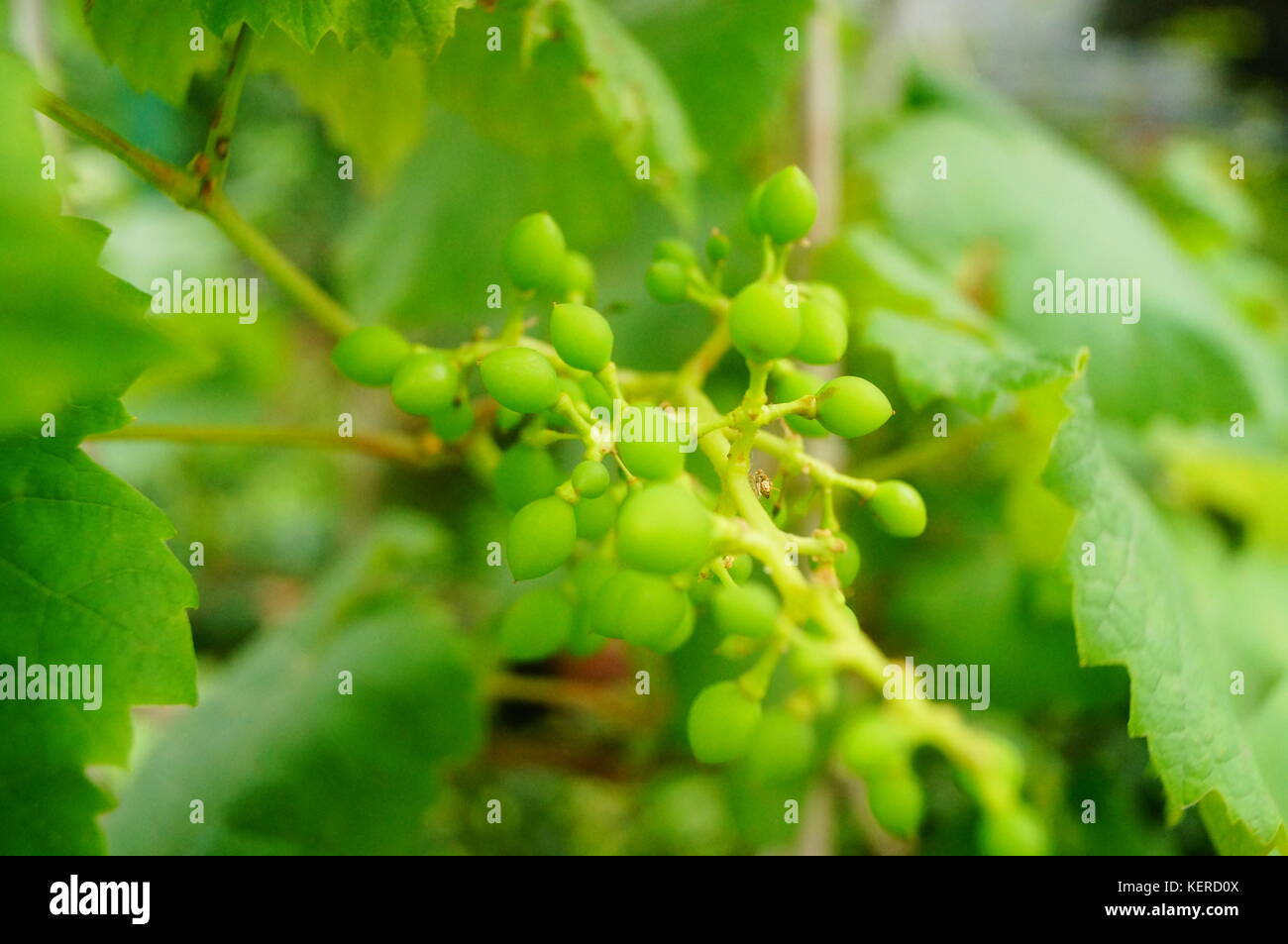 Fresh grape fruit on grape shelf, and green grape vine leaves Stock ...