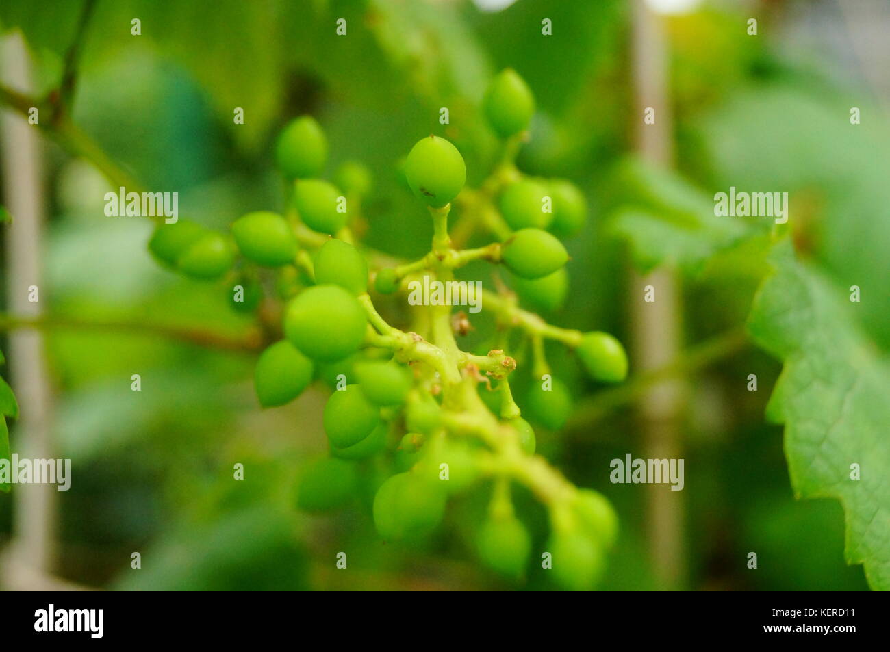 Fresh grape fruit on grape shelf, and green grape vine leaves Stock ...