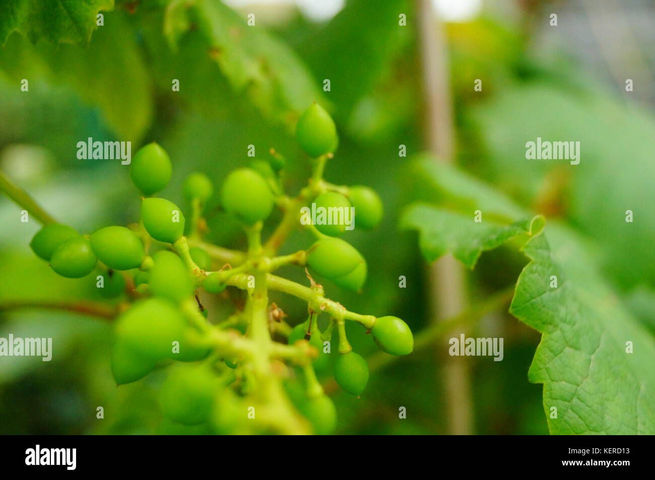 Fresh grape fruit on grape shelf, and green grape vine leaves Stock ...
