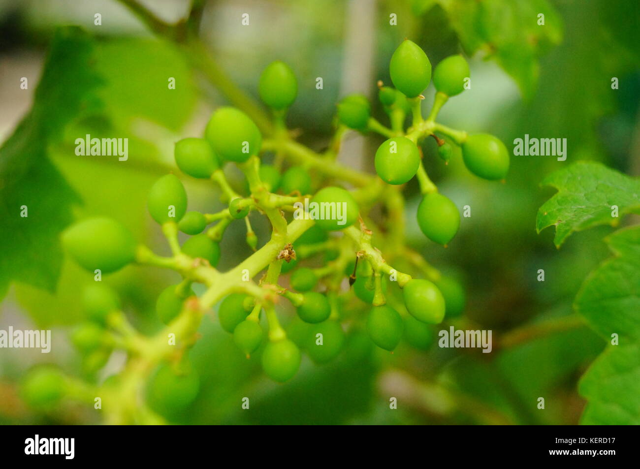 Fresh grape fruit on grape shelf, and green grape vine leaves Stock ...