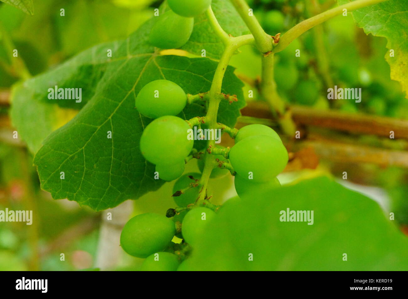 Fresh grape fruit on grape shelf, and green grape vine leaves Stock ...