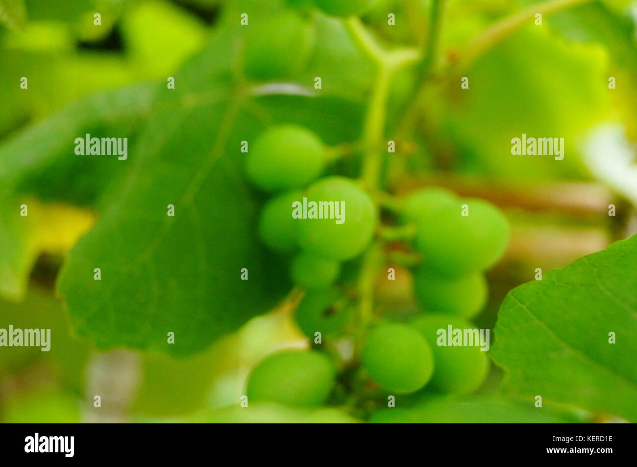 Fresh grape fruit on grape shelf, and green grape vine leaves Stock ...