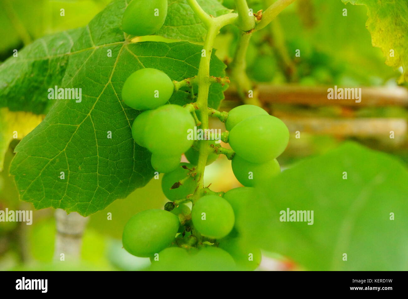Fresh grape fruit on grape shelf, and green grape vine leaves Stock ...