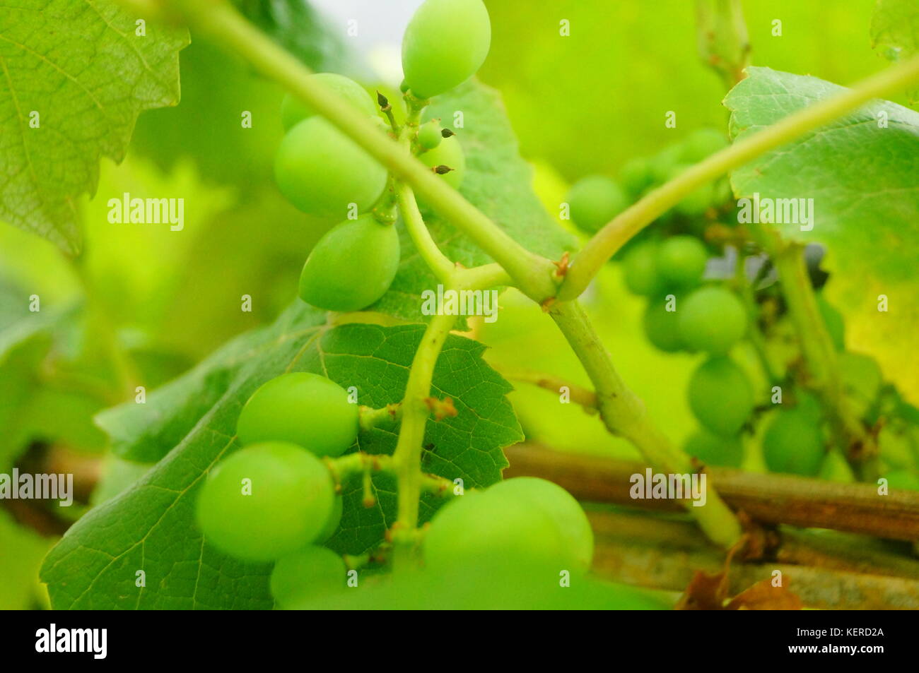 Fresh grape fruit on grape shelf, and green grape vine leaves Stock ...