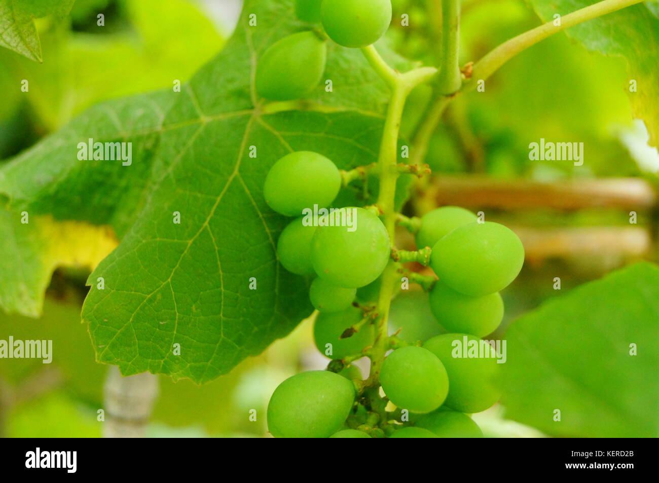 Fresh grape fruit on grape shelf, and green grape vine leaves Stock ...