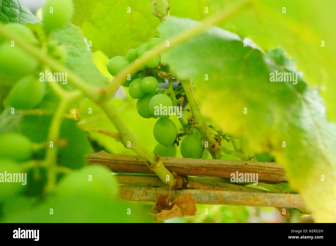 Fresh grape fruit on grape shelf, and green grape vine leaves Stock ...