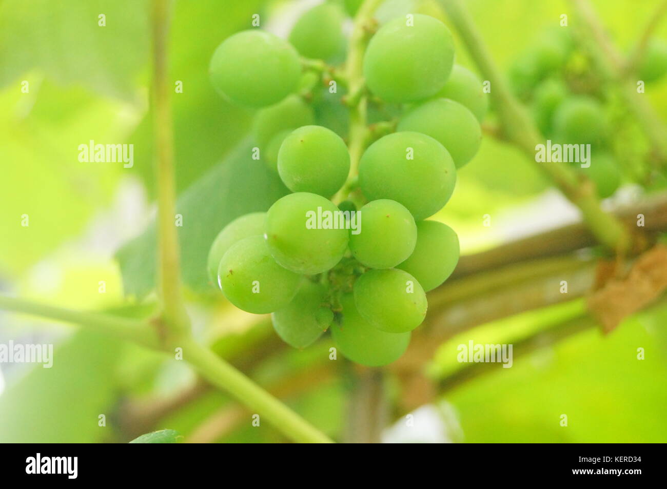 Fresh grape fruit on grape shelf, and green grape vine leaves Stock ...