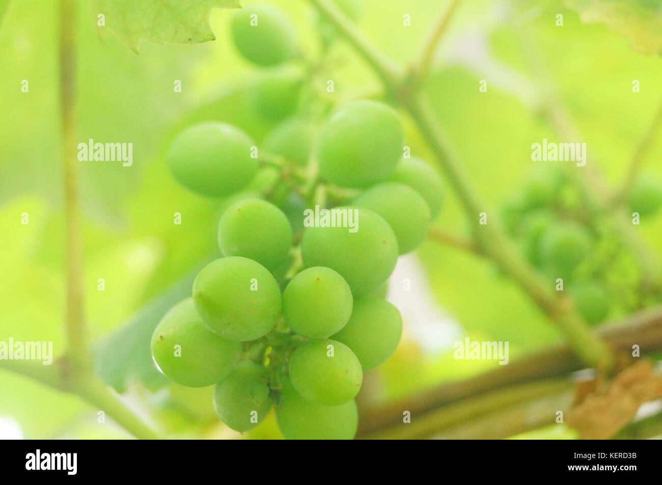 Fresh grape fruit on grape shelf, and green grape vine leaves Stock ...
