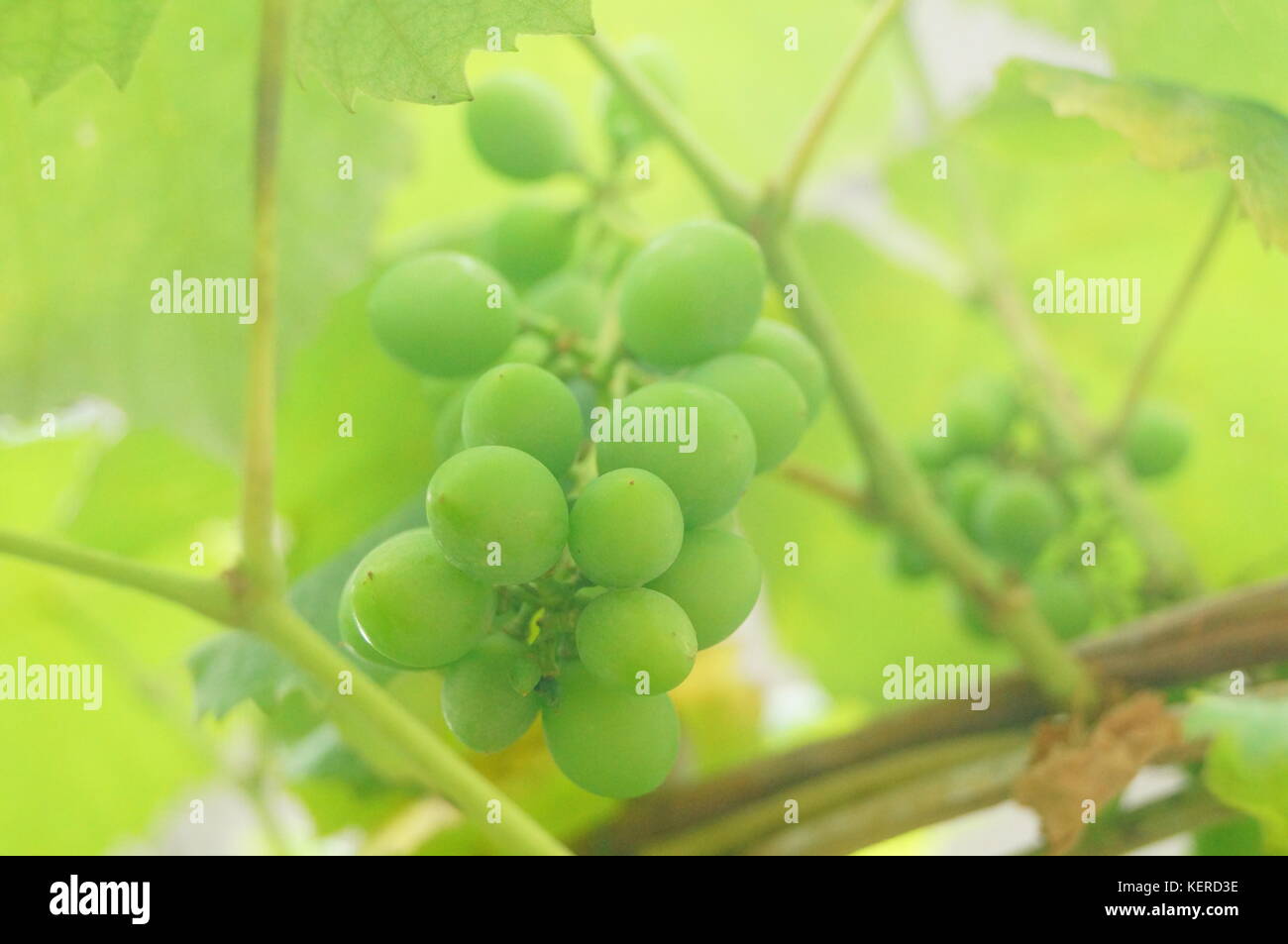 Fresh grape fruit on grape shelf, and green grape vine leaves Stock ...