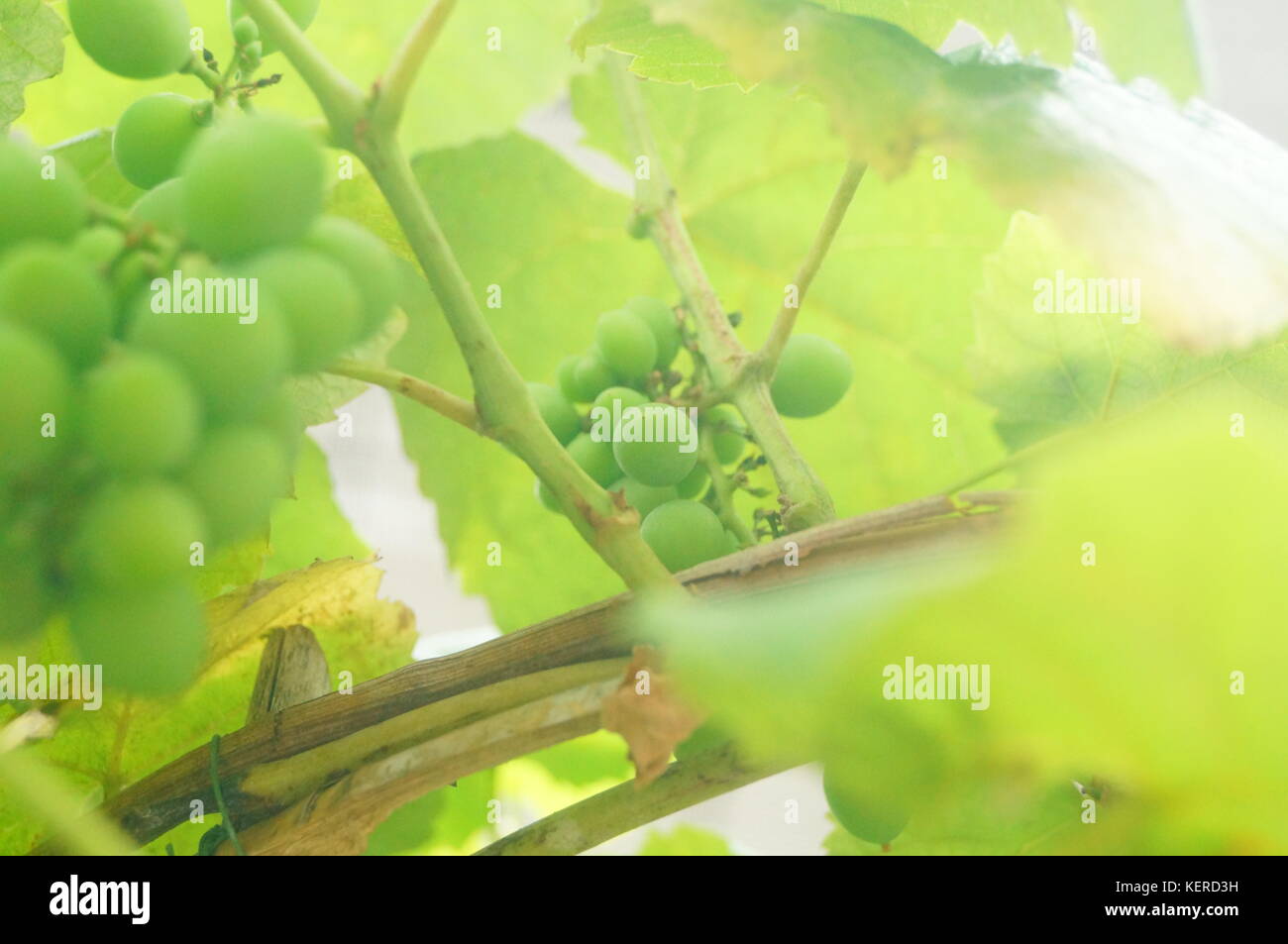 Fresh grape fruit on grape shelf, and green grape vine leaves Stock ...