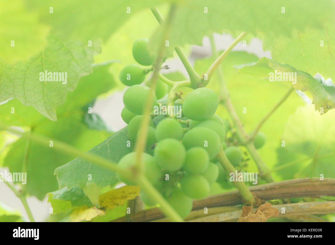 Fresh grape fruit on grape shelf, and green grape vine leaves Stock ...