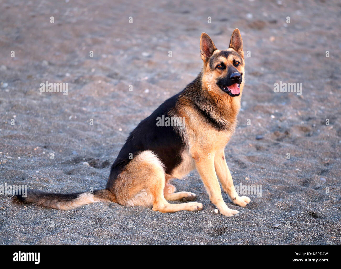 Photo of a beautiful big dog Stock Photo - Alamy