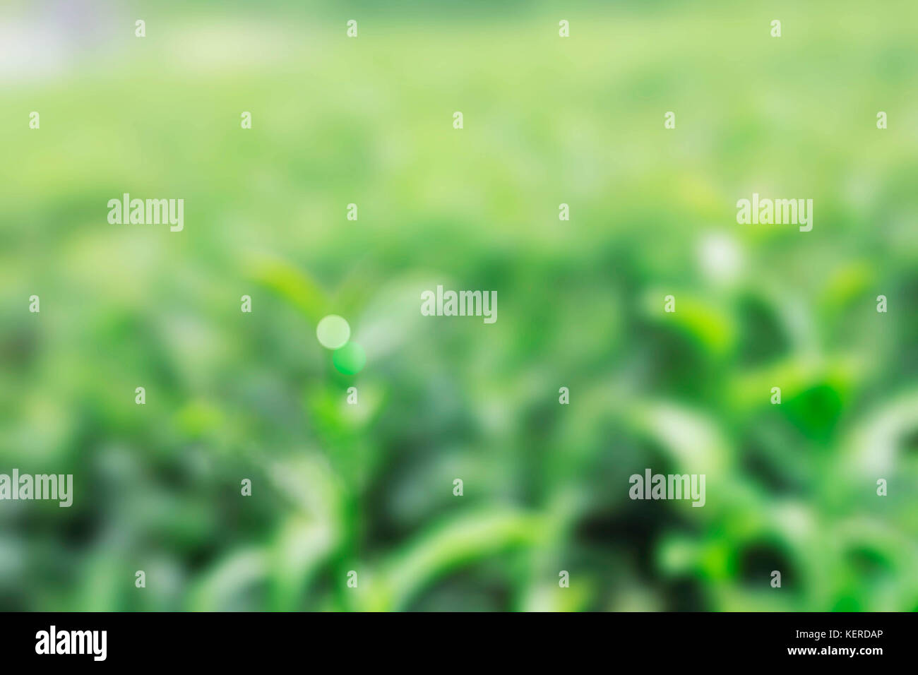 Green tea with a blurred images Stock Photo - Alamy